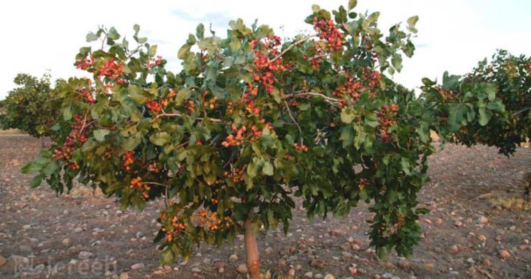 Pista tree images: Introducing pistachio tree types - dingonuts