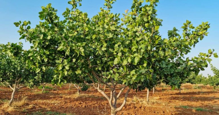 Pista tree images: Introducing pistachio tree types - dingonuts